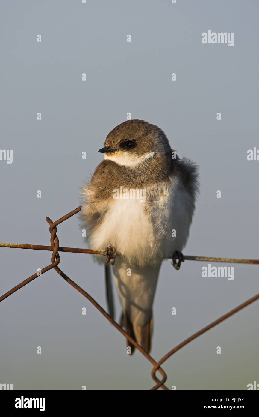 Sand Martin Riparia riparia Stock Photo - Alamy