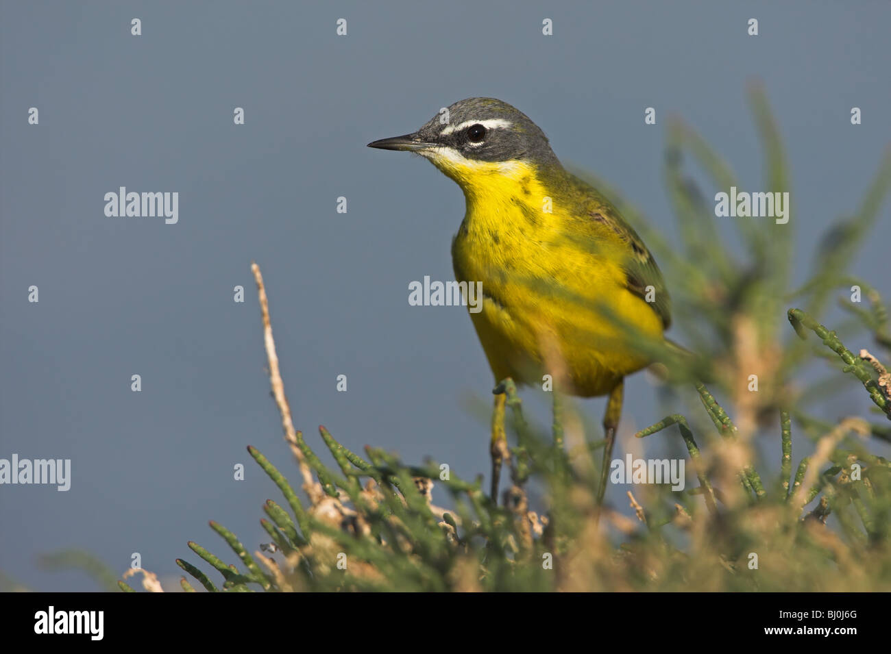 Yellow Wagtail Motacilla flava flava Stock Photo - Alamy