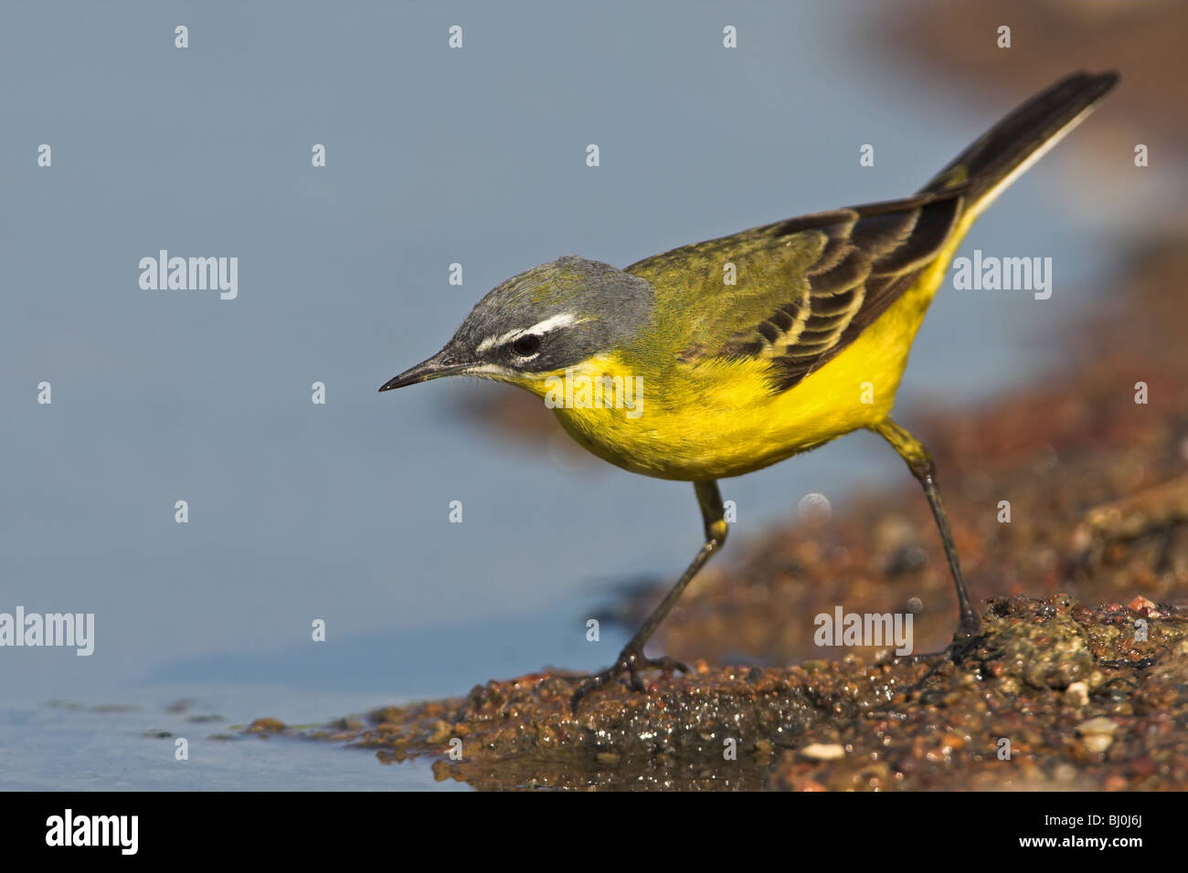 Yellow Wagtail Motacilla flava flava Stock Photo - Alamy
