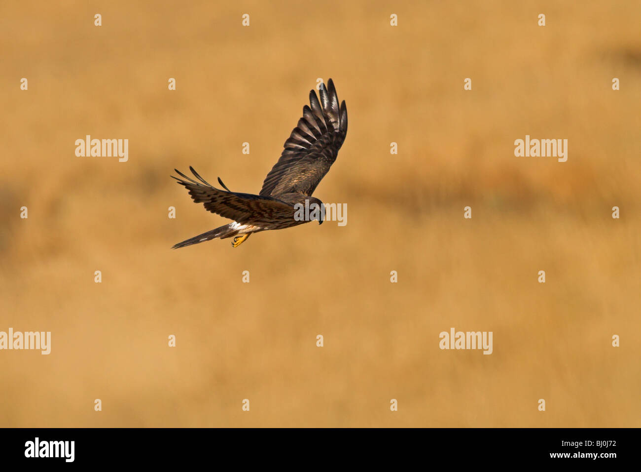 Montagu's Harrier Circus pygargus Stock Photo - Alamy