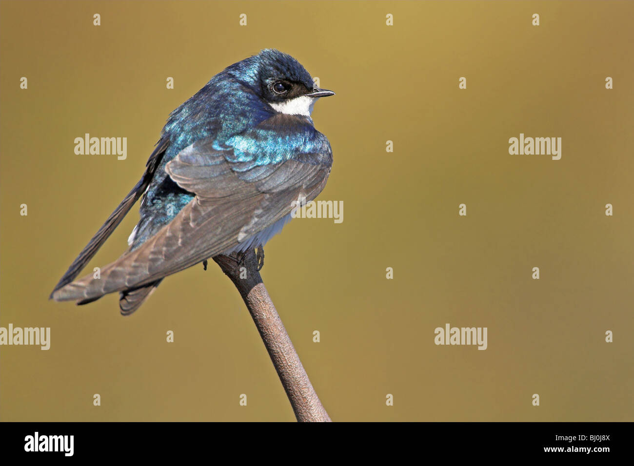Landscape format swallow hi-res stock photography and images - Alamy