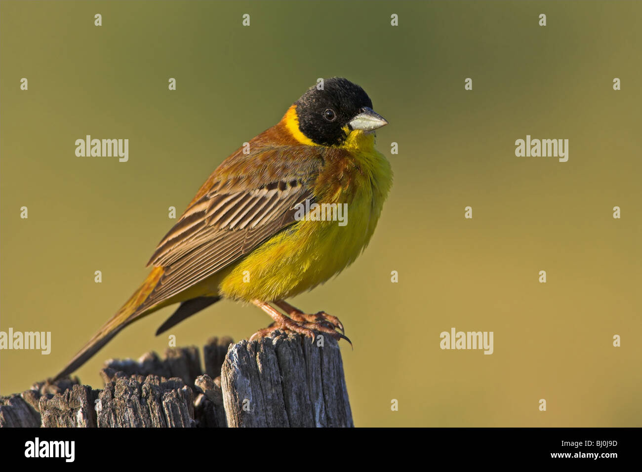 Black-headed Bunting Emberiza melanocephala Stock Photo - Alamy