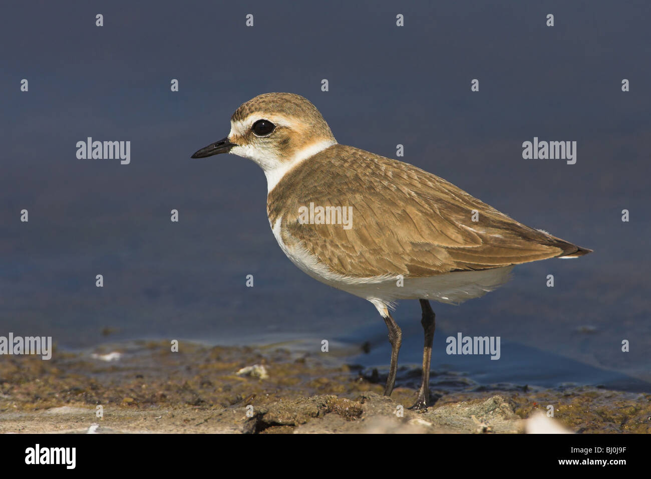 Kentish Plover Charadrius alexandrinus Stock Photo - Alamy