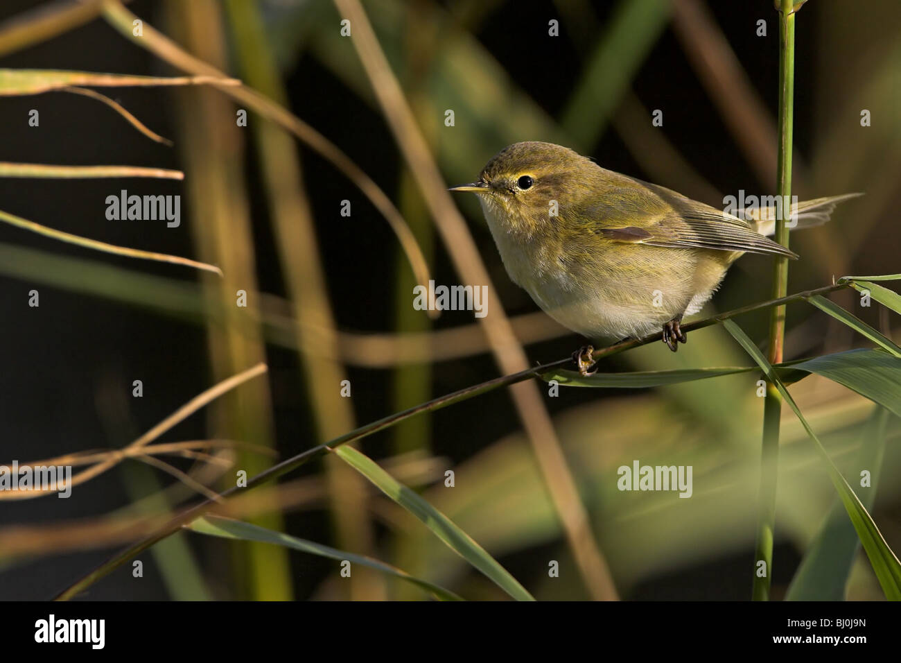 Chiffchaff photography hi-res stock photography and images - Alamy