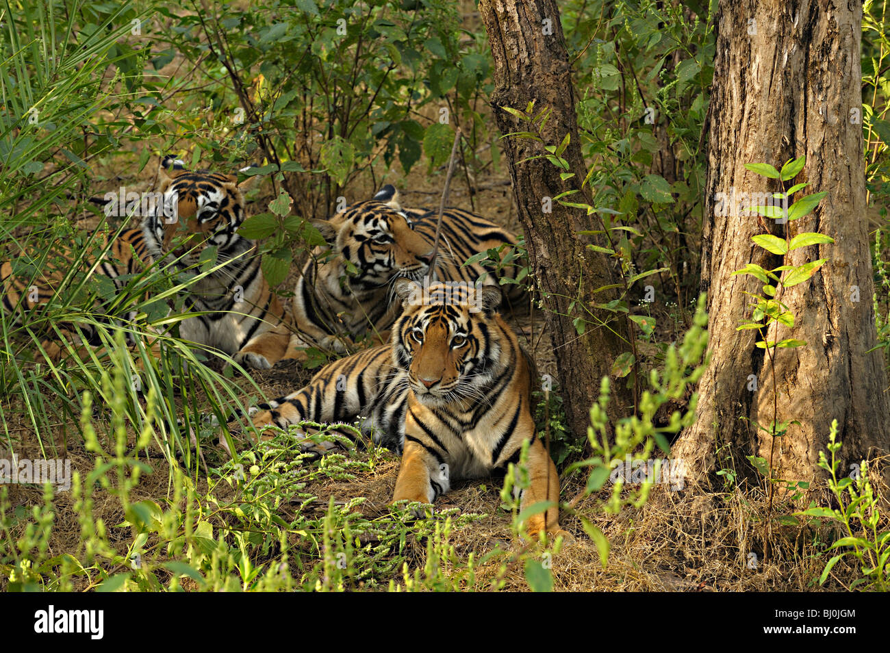 Tiger family in the thick jungles of Kanha national park Stock Photo ...
