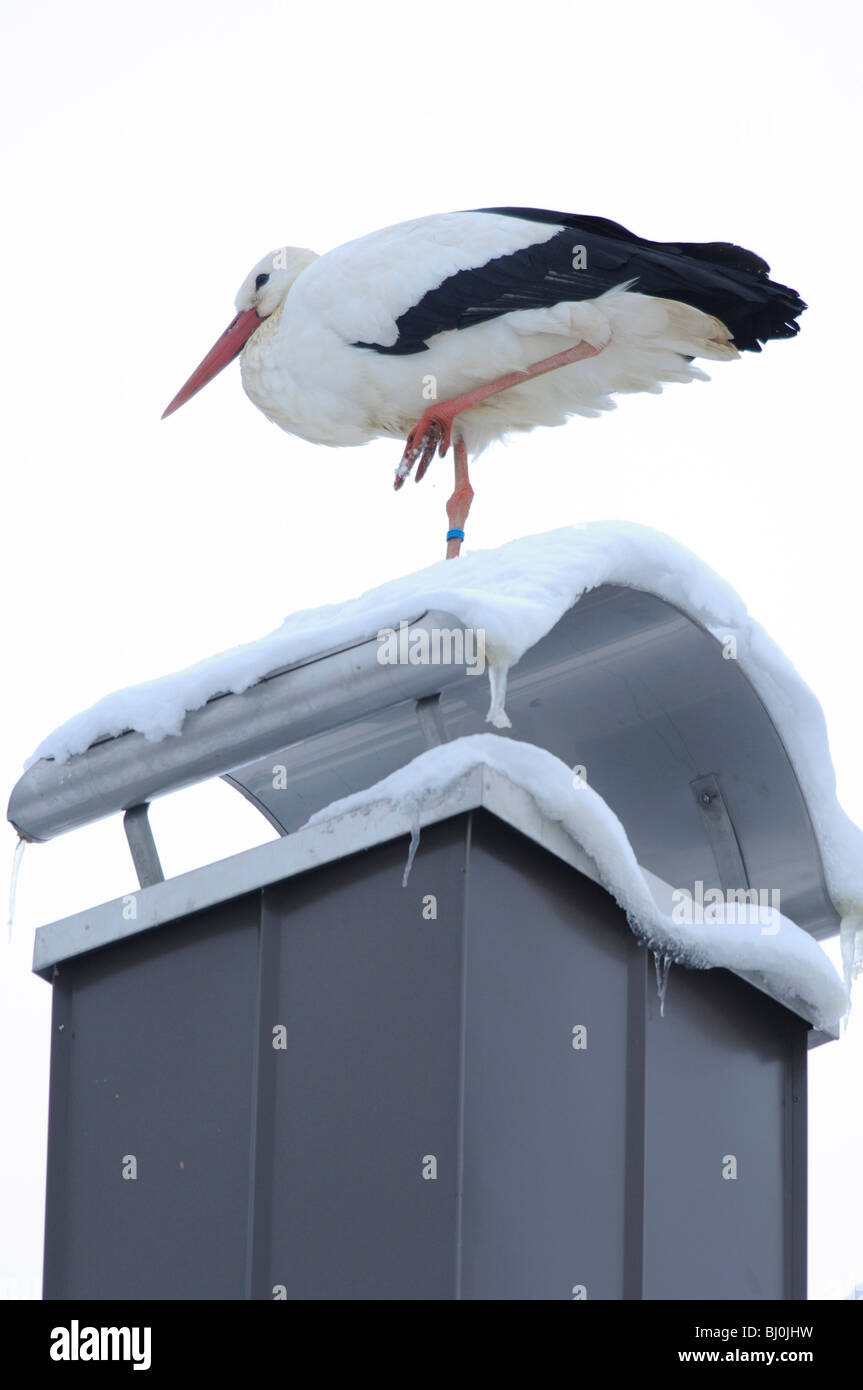 White stork winter hi-res stock photography and images - Alamy