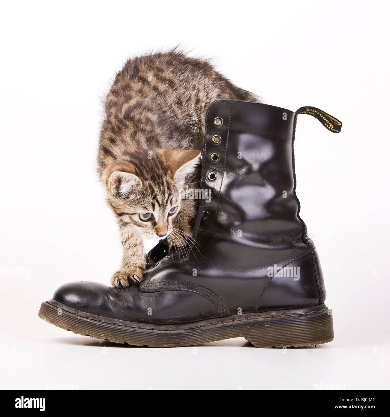kitten in a boot Stock Photo - Alamy