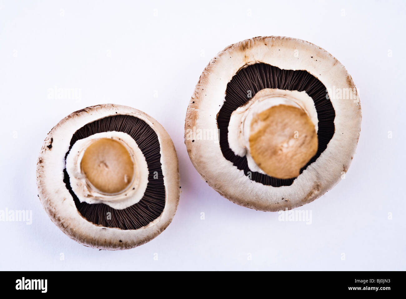 Champignon hi-res stock photography and images - Alamy