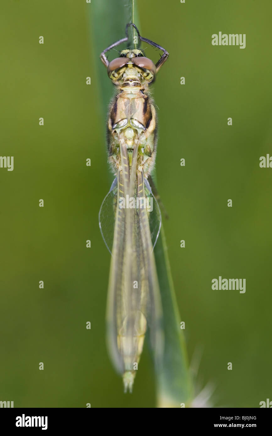 Four-spotted Chaser (Libellula quadrimaculata) comes out of its larva ...