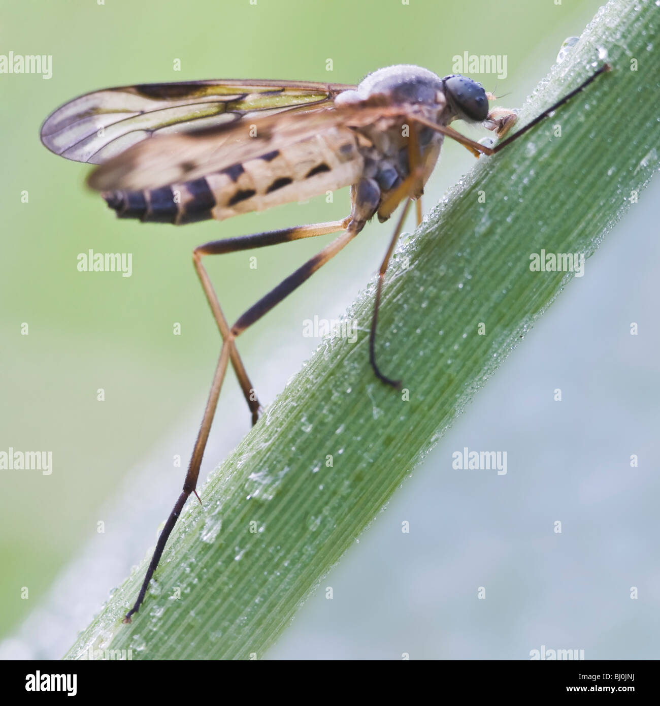 Snipe-fly (Rhagio scolopaceus Stock Photo - Alamy