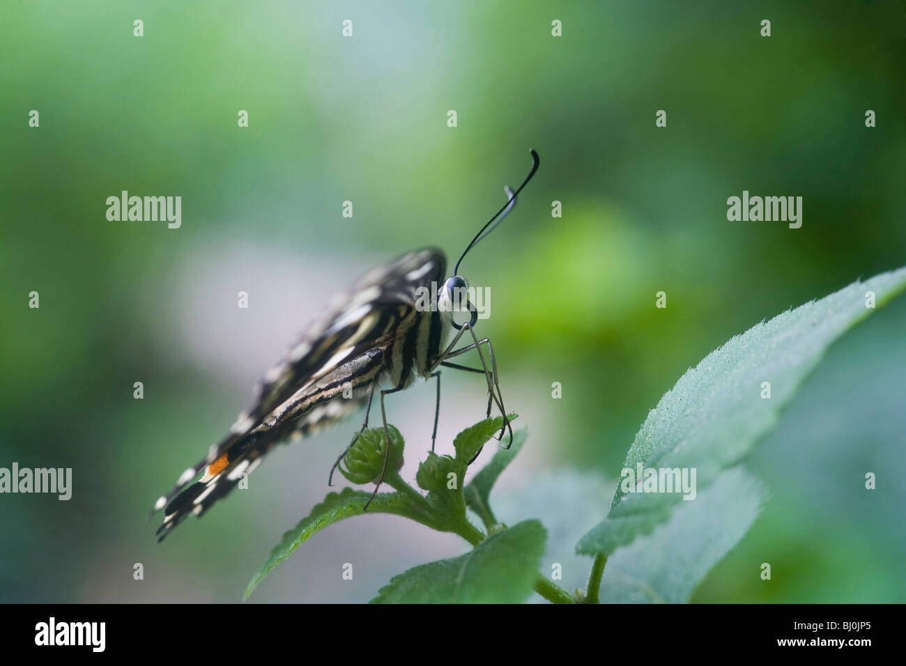 African Citrus butterfly, Orange Dog, Christmas Butterfly (Papilio ...