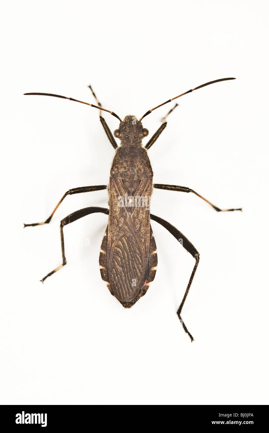 Alydidae