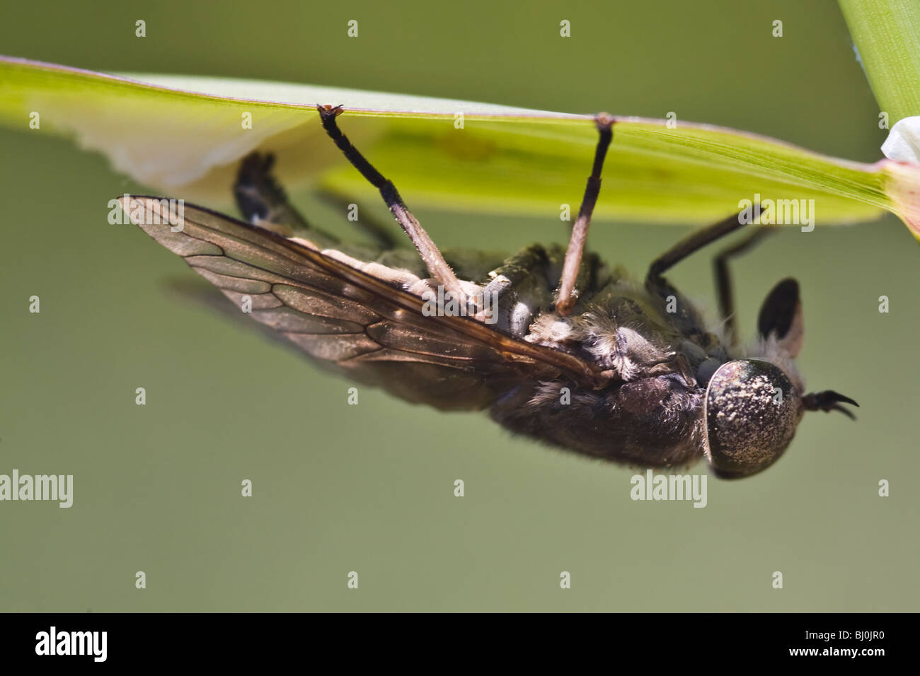 Egg lay insect hi-res stock photography and images - Alamy