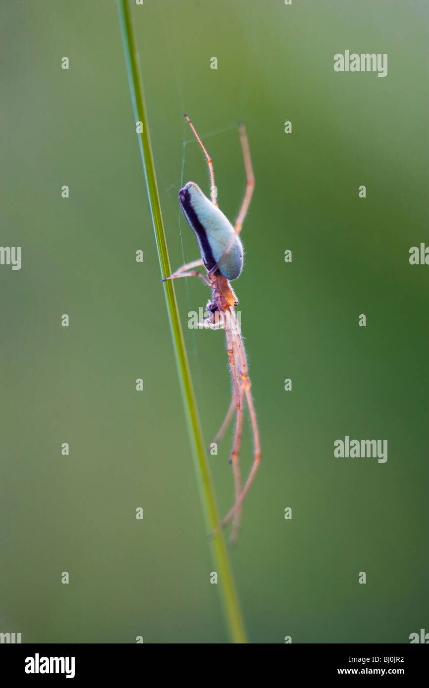 long-jawed spider (Tetragnatha extensa Stock Photo - Alamy