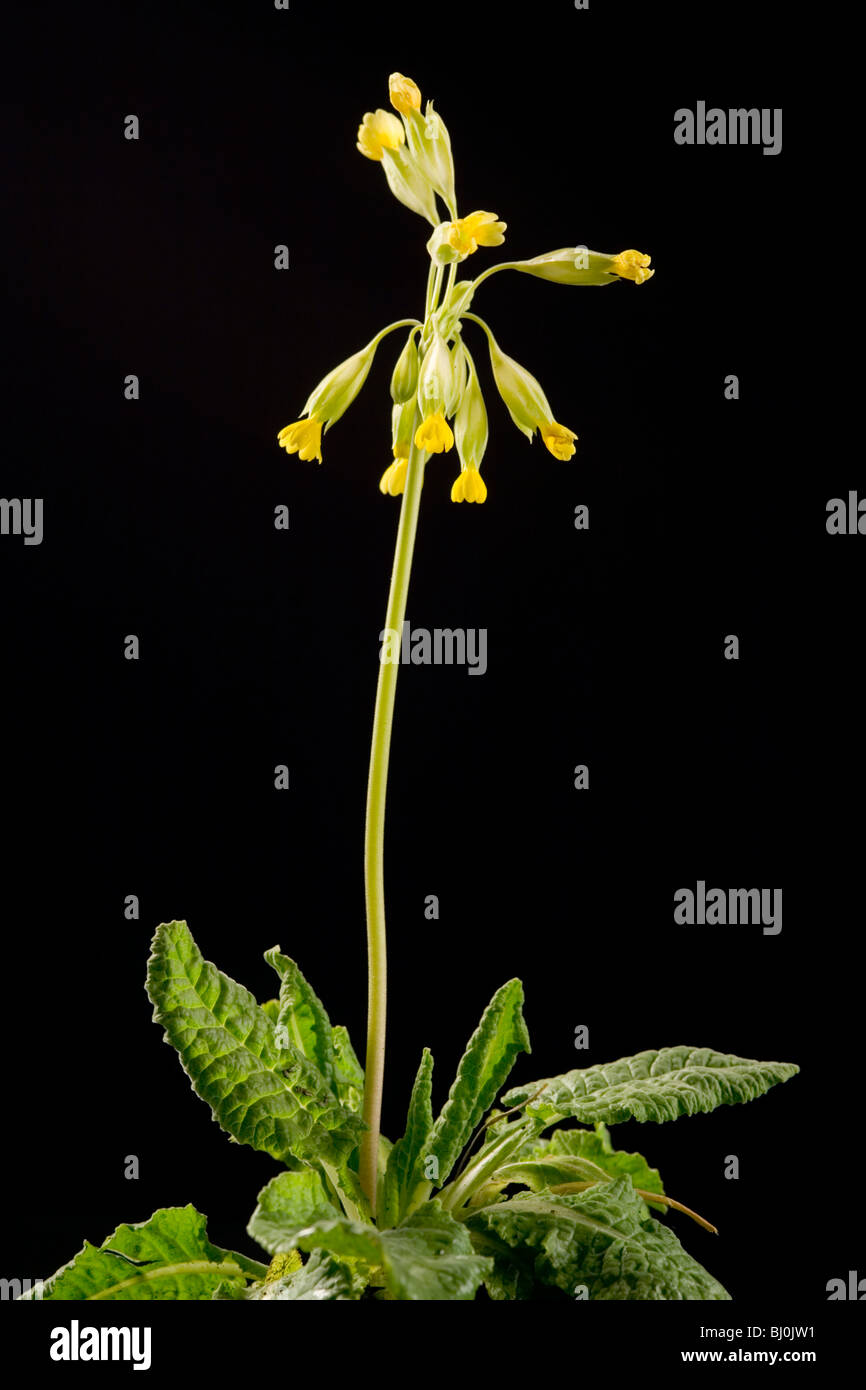 oxlip (Primula elatior Stock Photo - Alamy