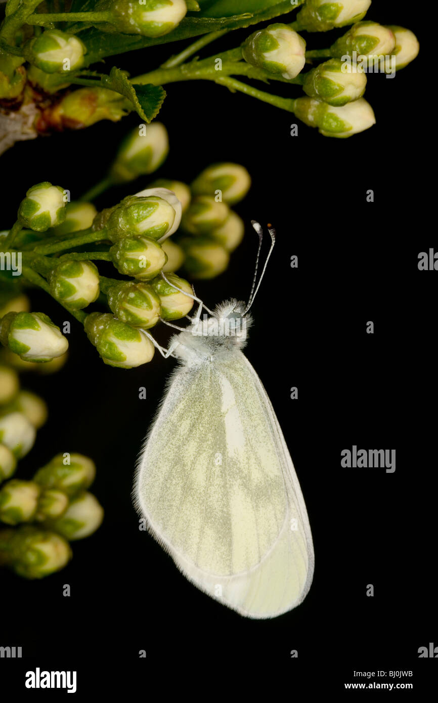 Sinapis hi-res stock photography and images - Alamy