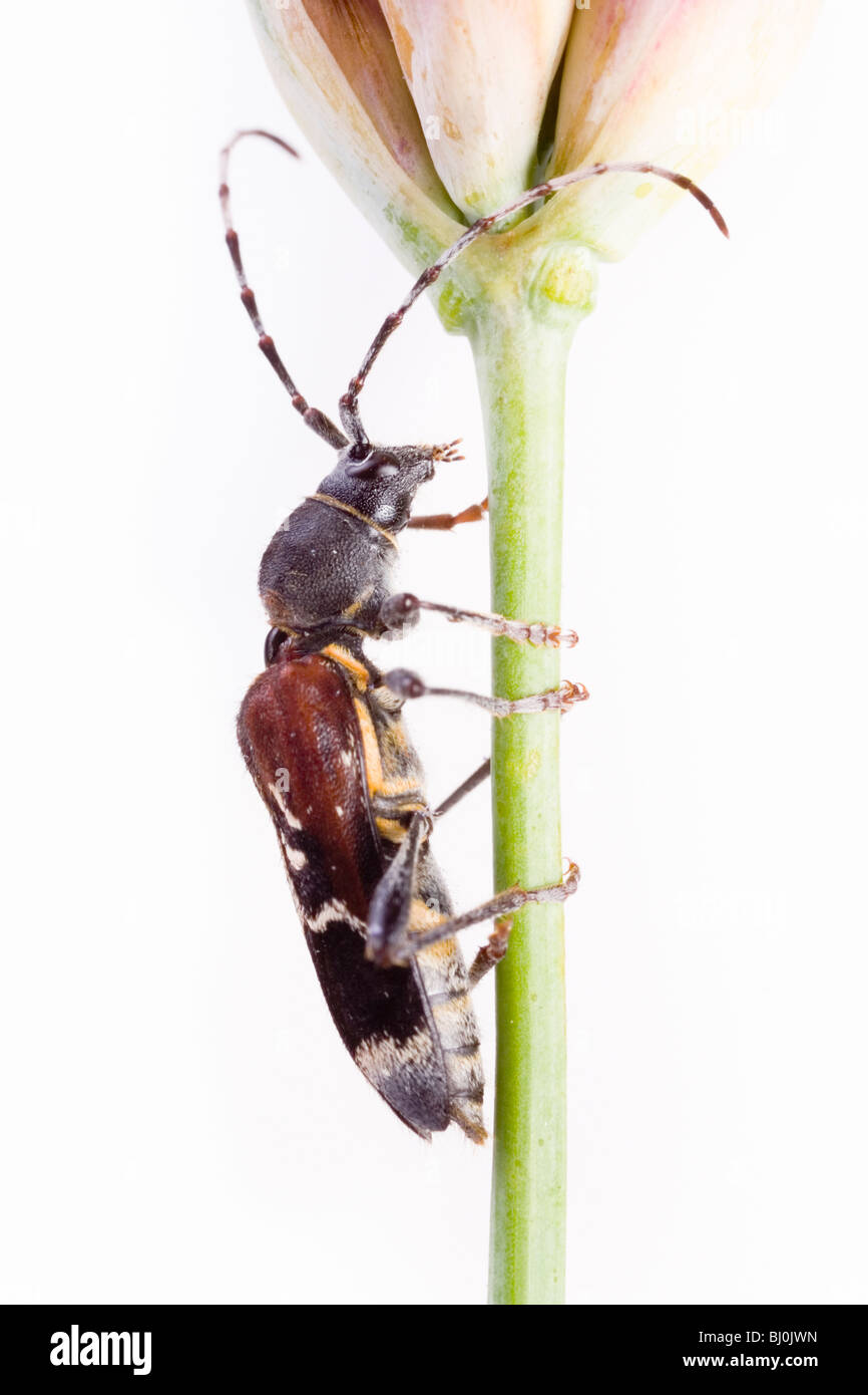 Anaglyptus mysticus on a Stone carnation Stock Photo - Alamy