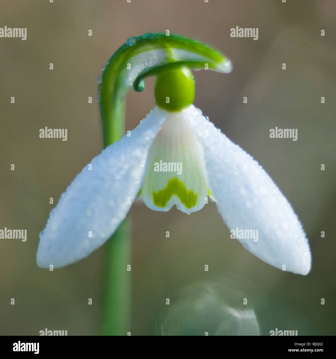 snowdrop (Galanthus nivalis Stock Photo - Alamy