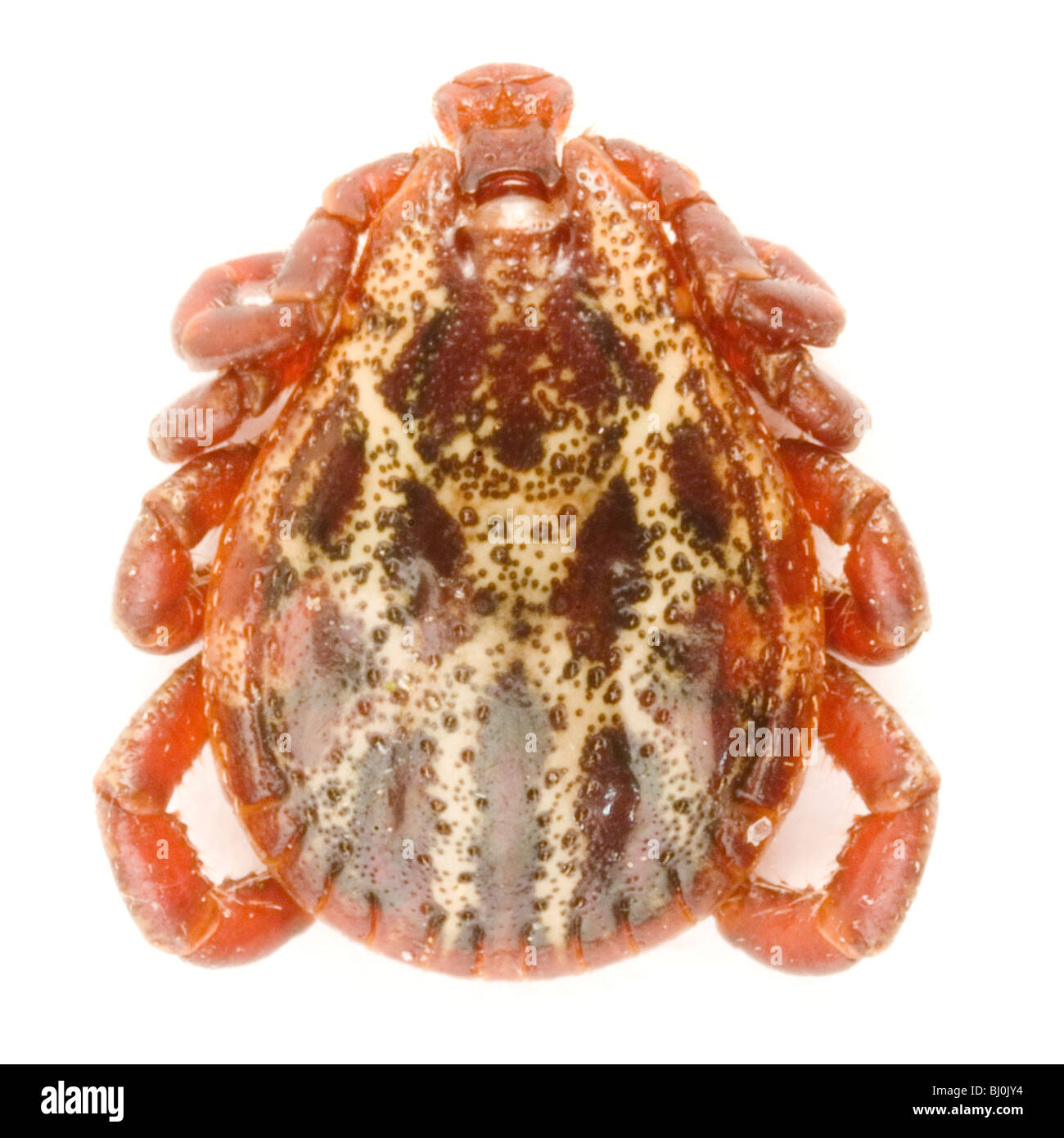 tick (Ixodes ricinus Stock Photo - Alamy
