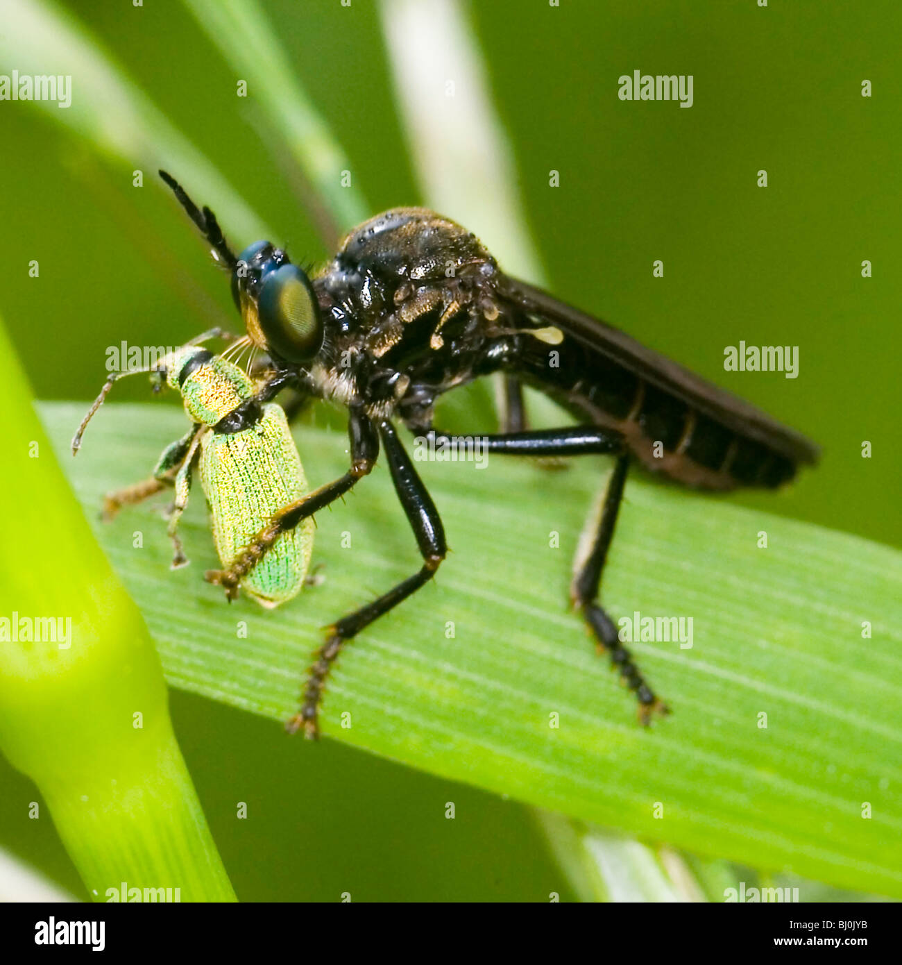 Machimus hi-res stock photography and images - Alamy