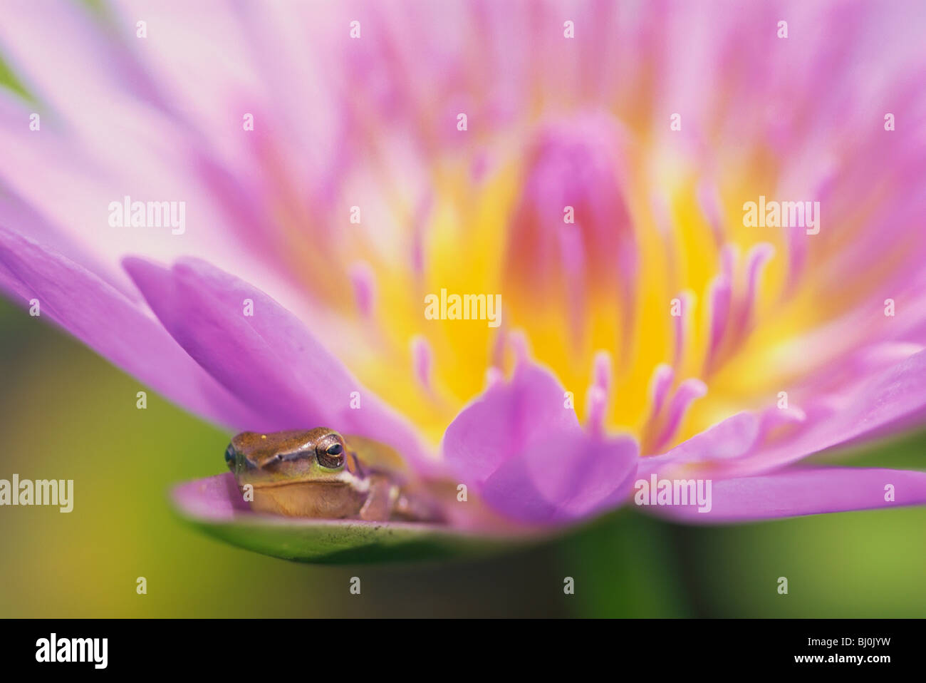 Frog on flower petal Stock Photo - Alamy