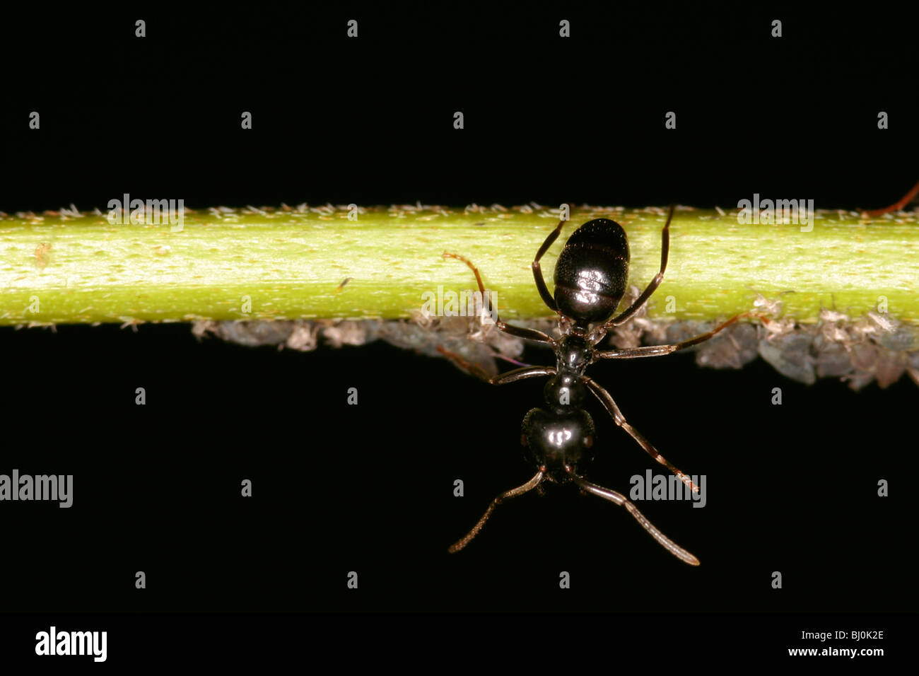Ant grass hi-res stock photography and images - Alamy