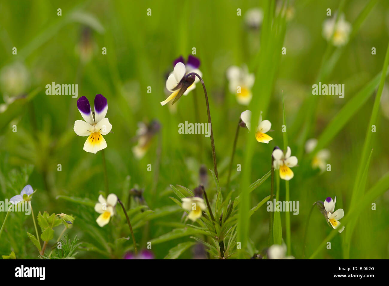 Viola tricolor arvensis hi-res stock photography and images - Alamy