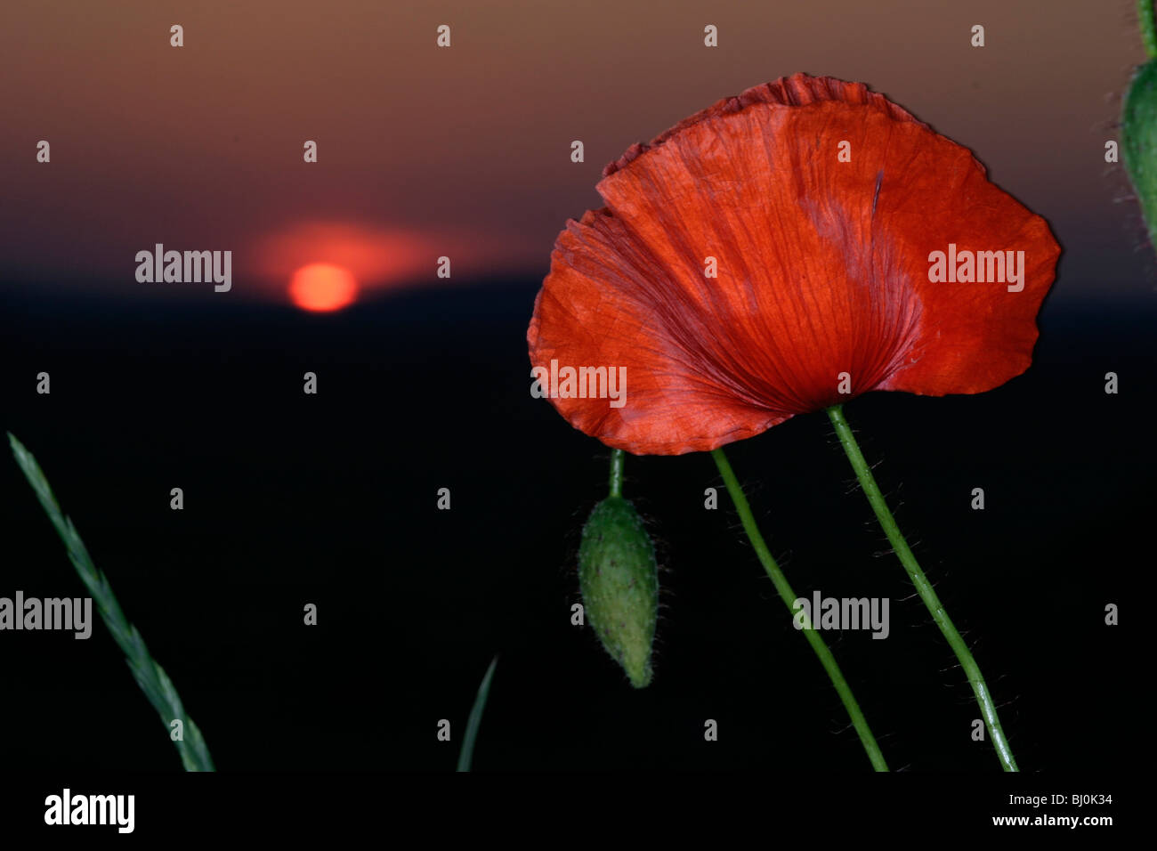 Poppy flower with sunset Stock Photo - Alamy