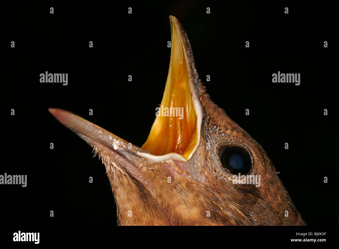 Outcry cry hi-res stock photography and images - Alamy