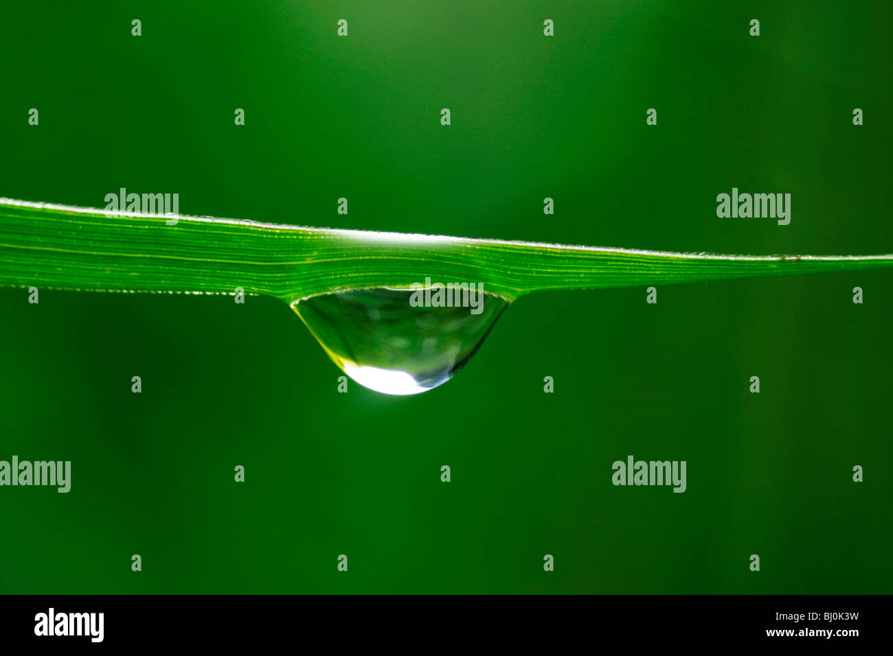 Water drop on a blade of grass Stock Photo - Alamy