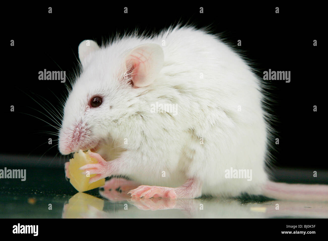 white mouse eat cheese Stock Photo - Alamy
