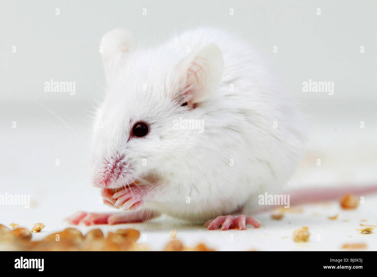 white mouse by eating Stock Photo - Alamy