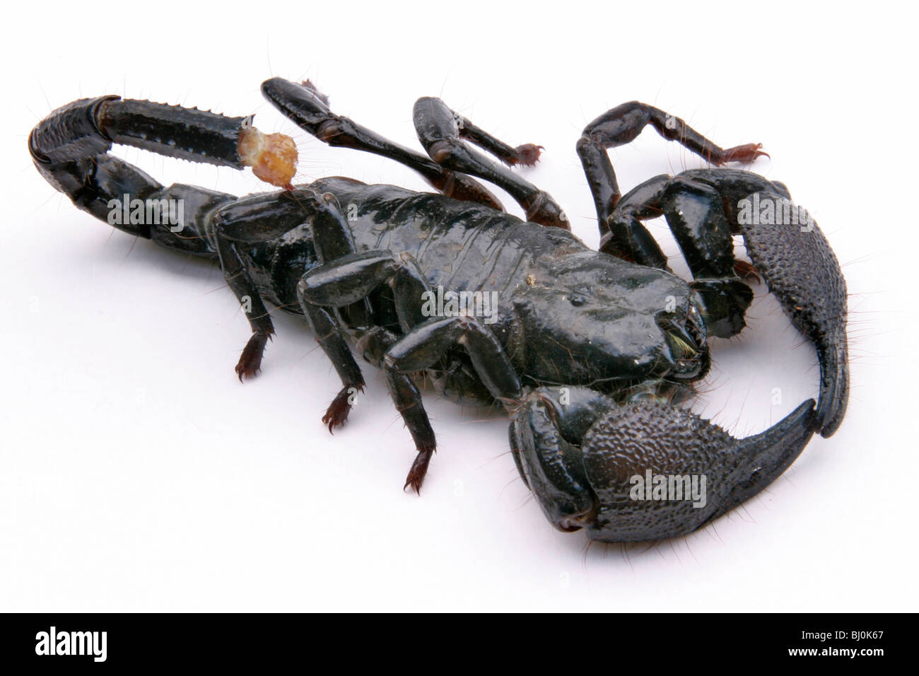 Scorpio Cut Out Stock Images And Pictures Alamy