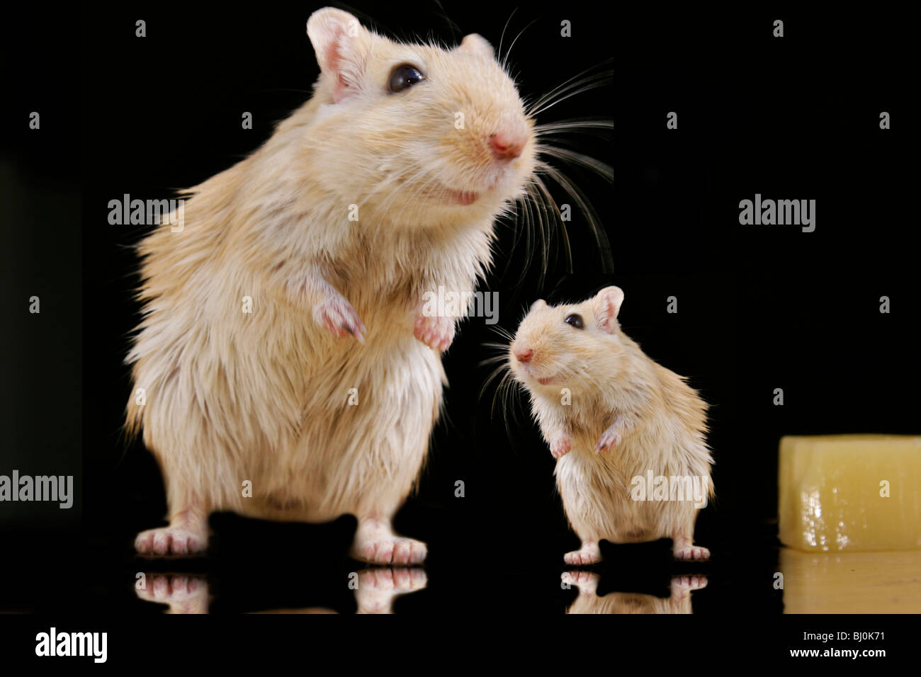 Shawi High Resolution Stock Photography and Images - Alamy