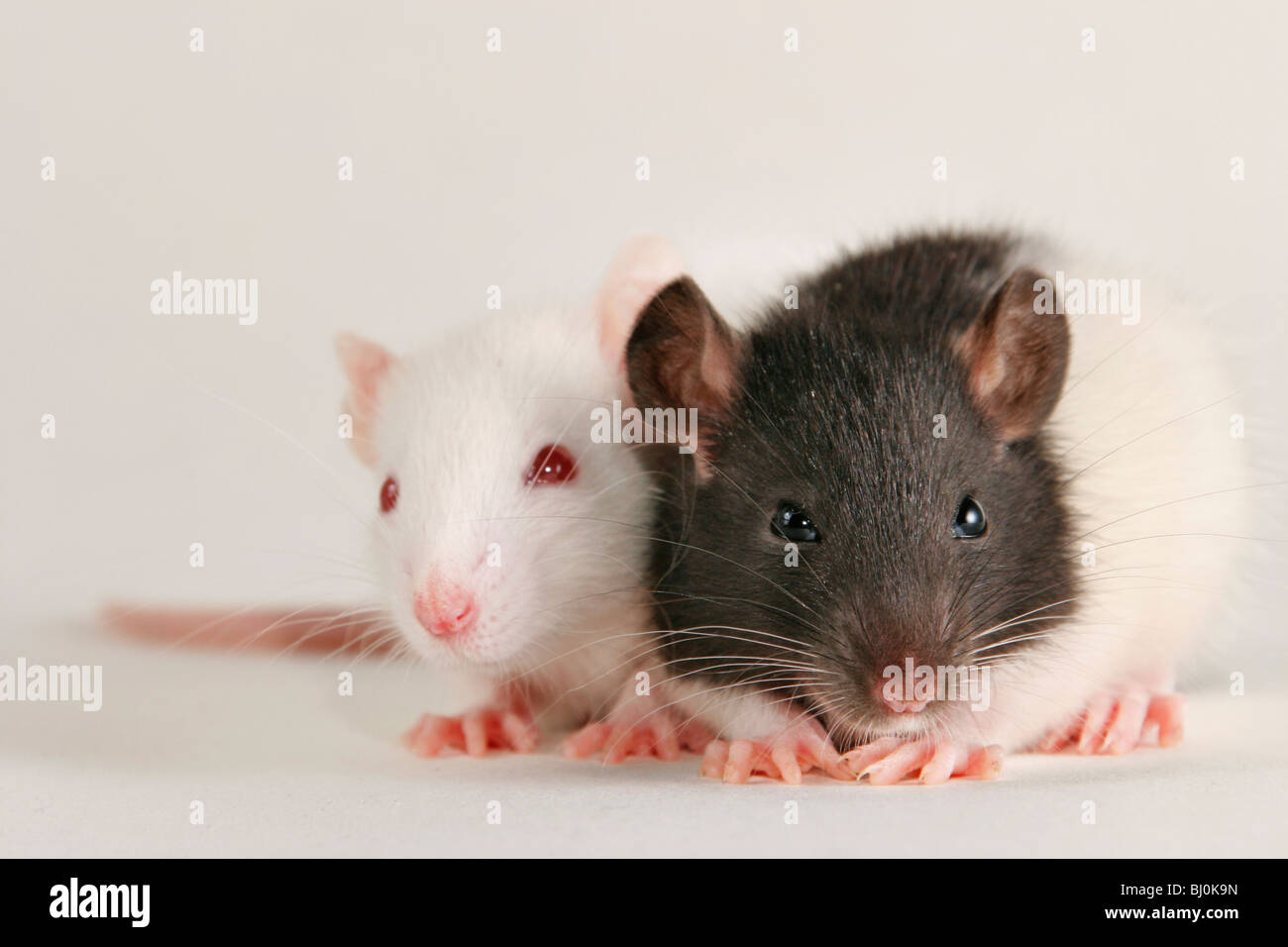 Two animals cute hi-res stock photography and images - Alamy