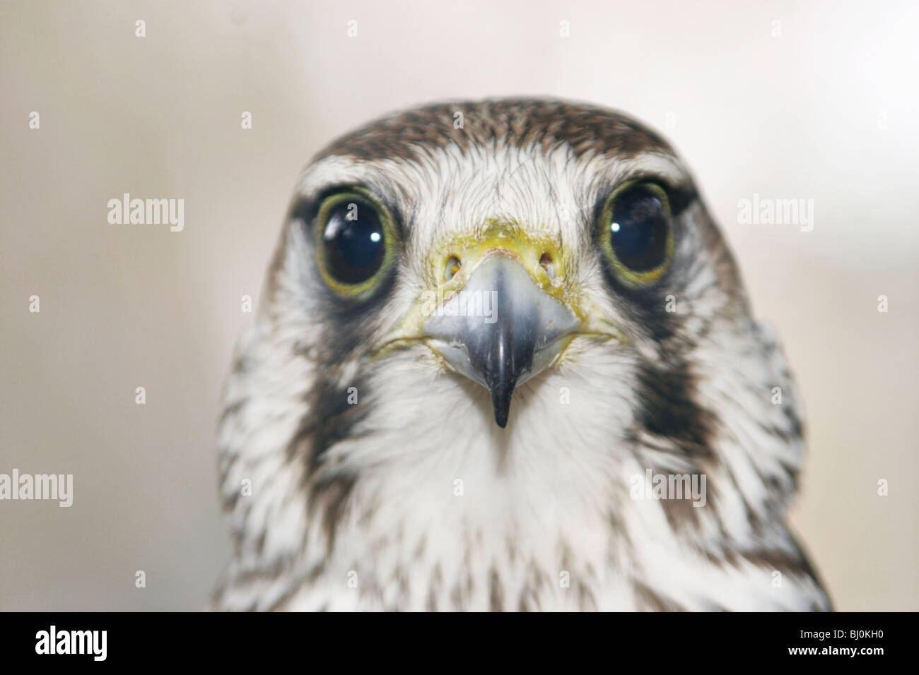 Falco animal bird hi-res stock photography and images - Alamy