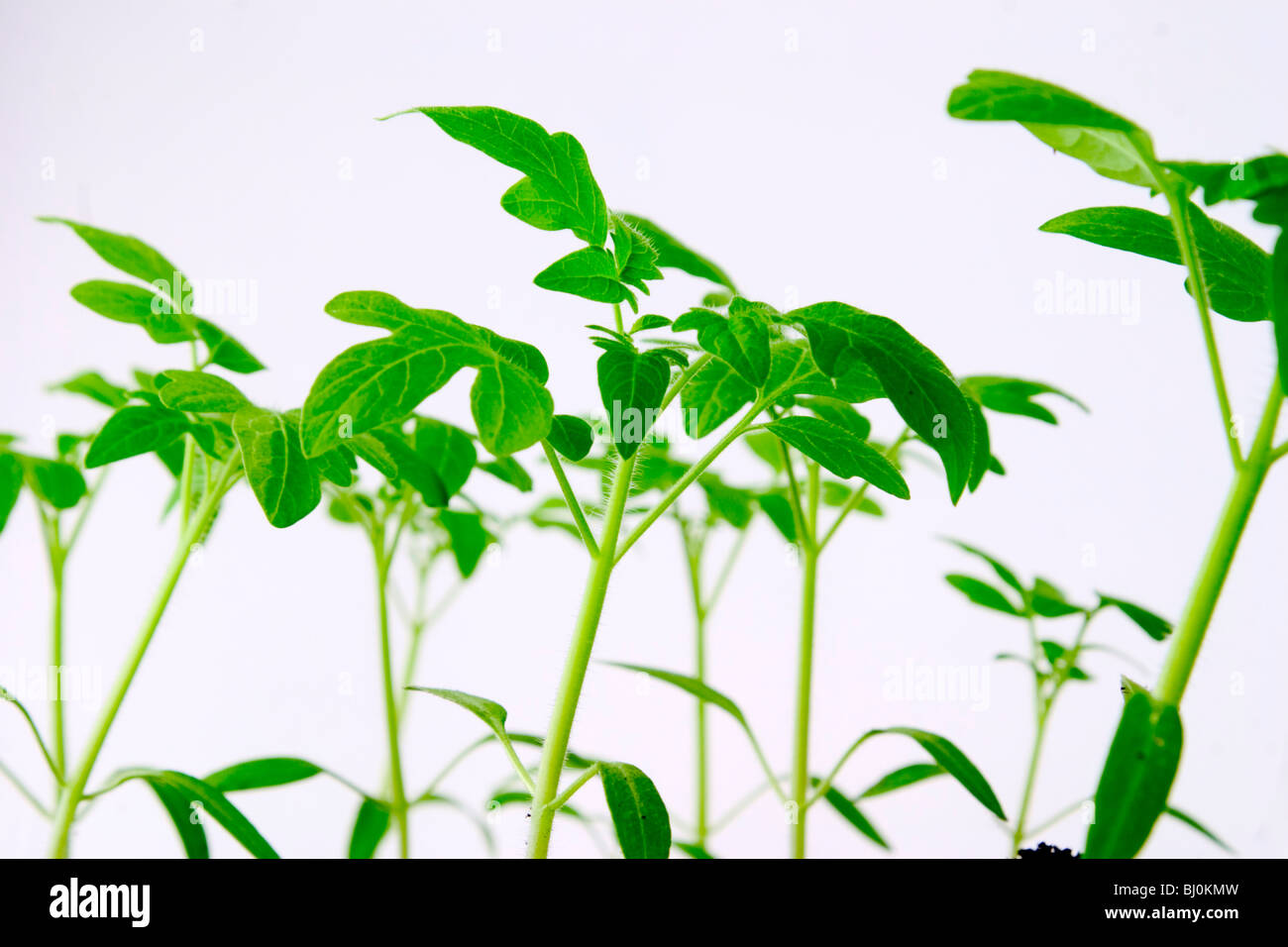 Tomatoplant hi-res stock photography and images - Alamy