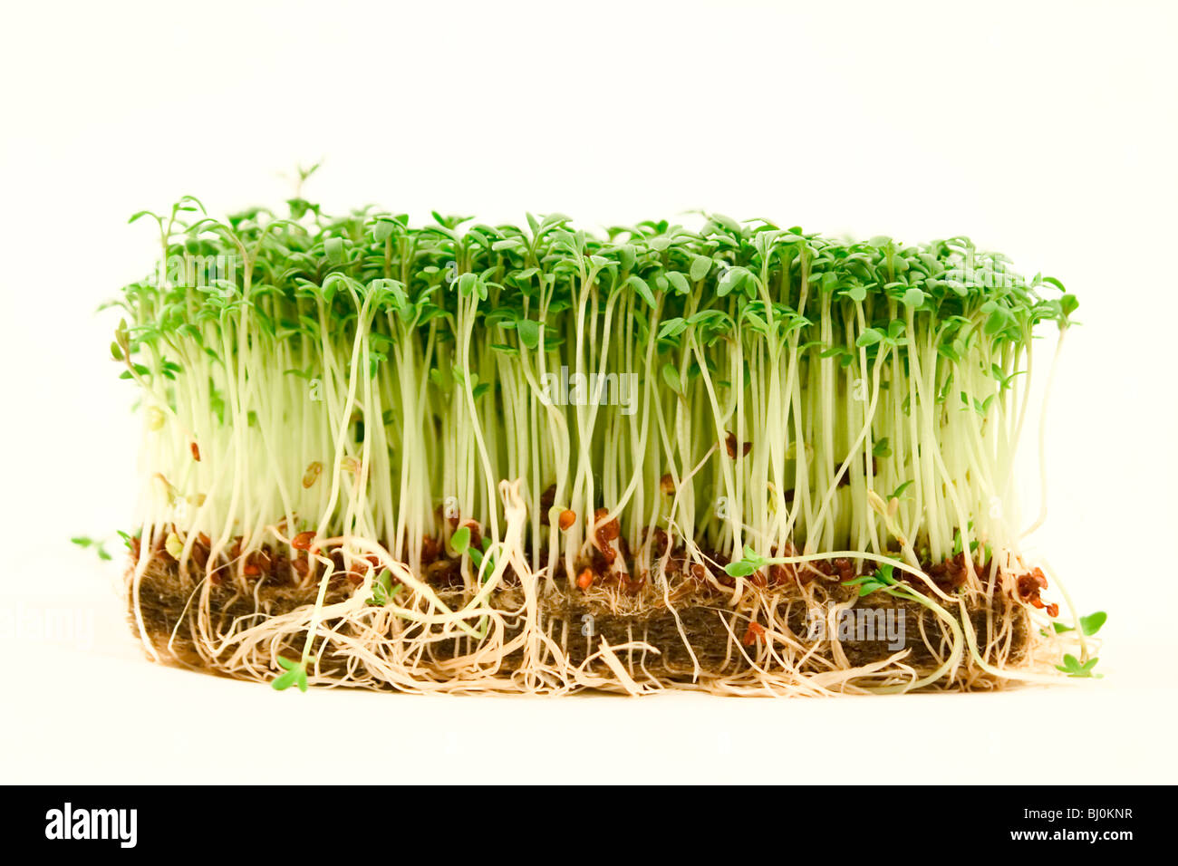 The kress hi-res stock photography and images - Alamy