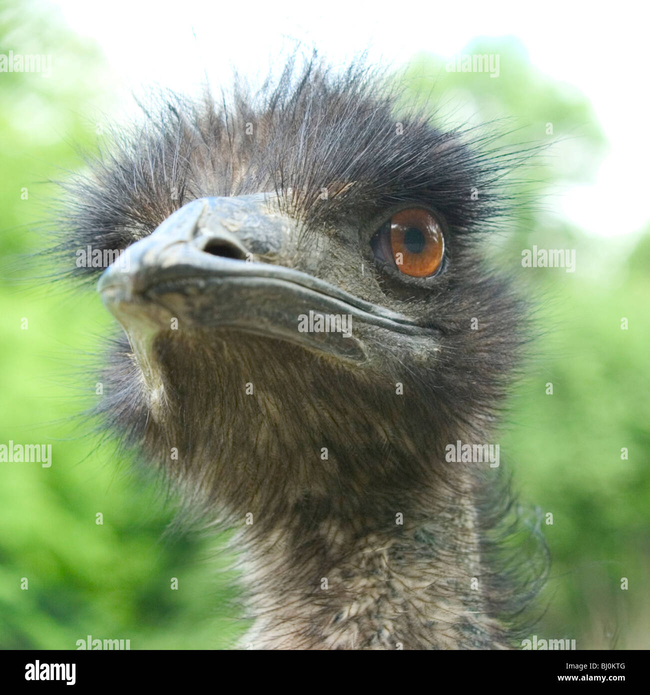 ostrich Struthio camelus view of head Stock Photo - Alamy
