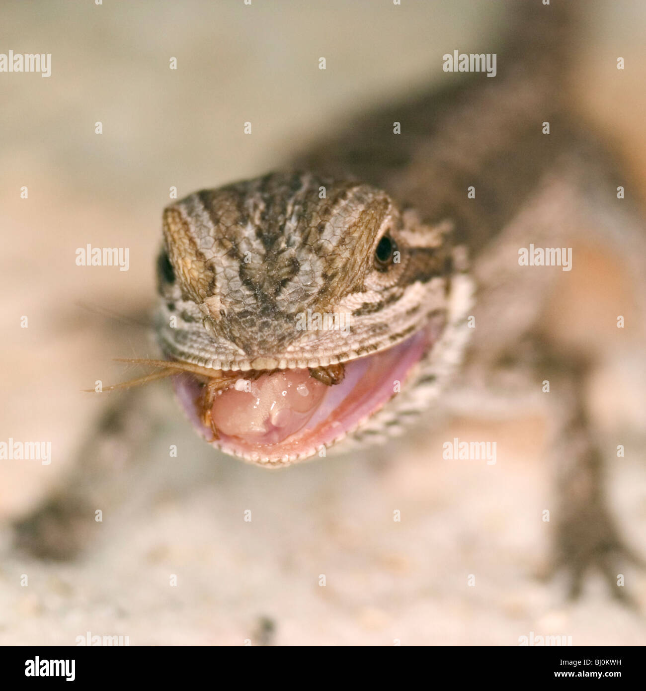 Young pogona vitticeps hi-res stock photography and images - Alamy