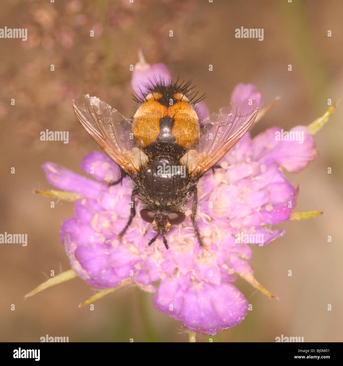 Fera hi-res stock photography and images - Alamy