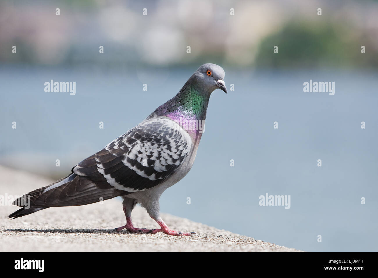 Doves animal hi-res stock photography and images - Alamy