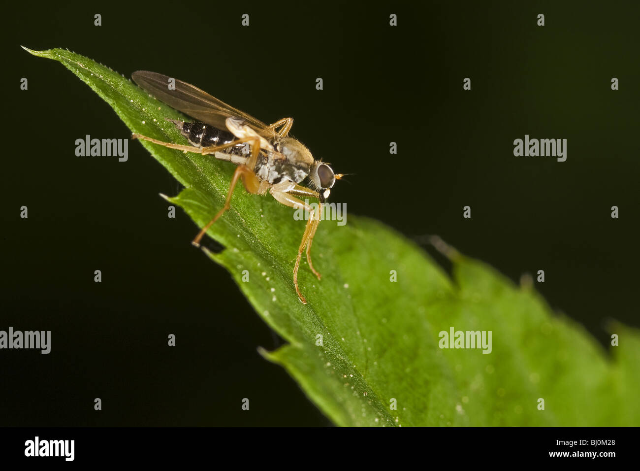 Diptera hi-res stock photography and images - Alamy