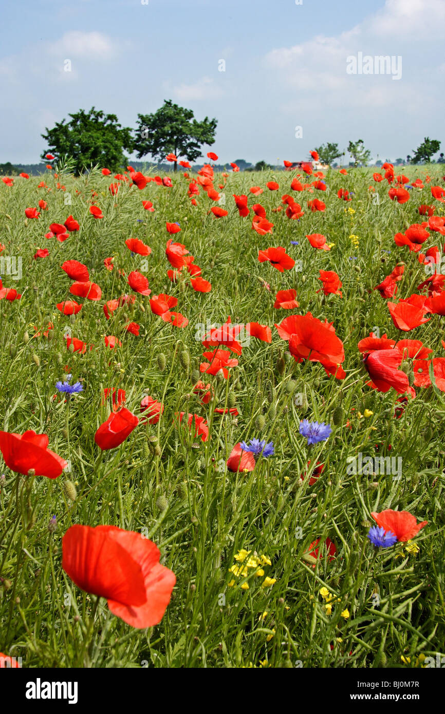 A poppy field Stock Photo - Alamy