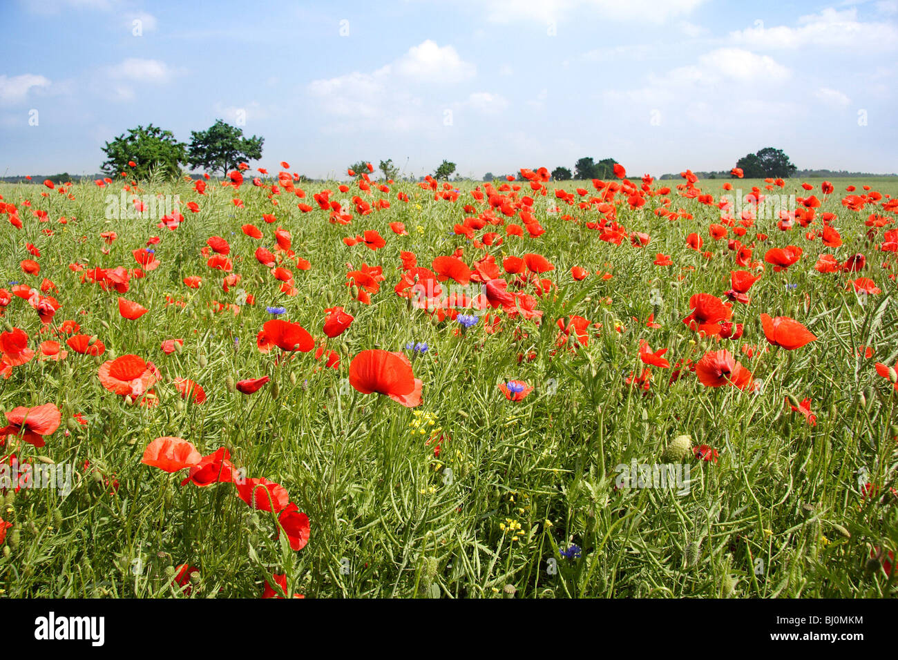 A poppy field Stock Photo - Alamy