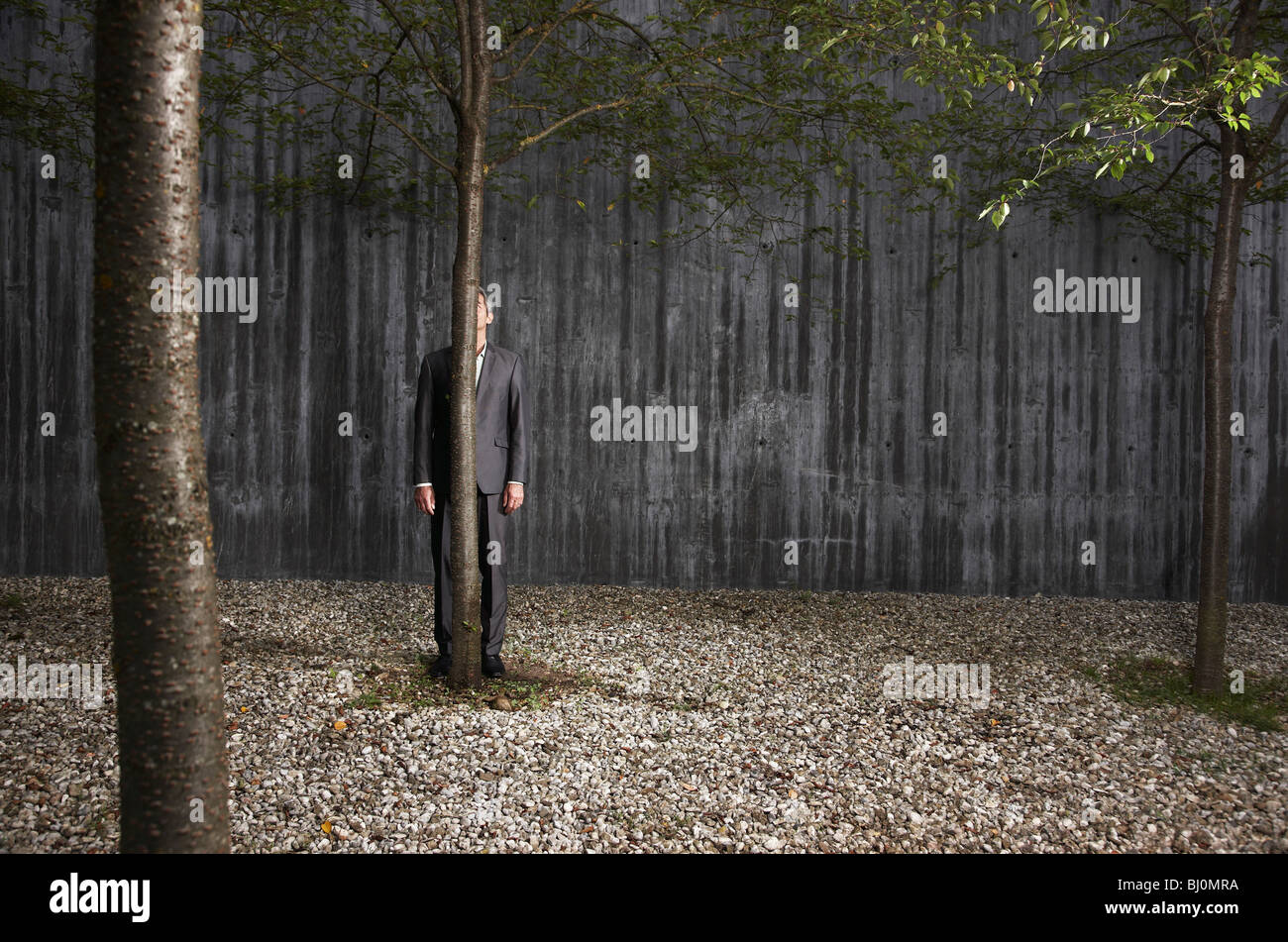 businessman standing behind tree in front of concrete wall Stock Photo ...