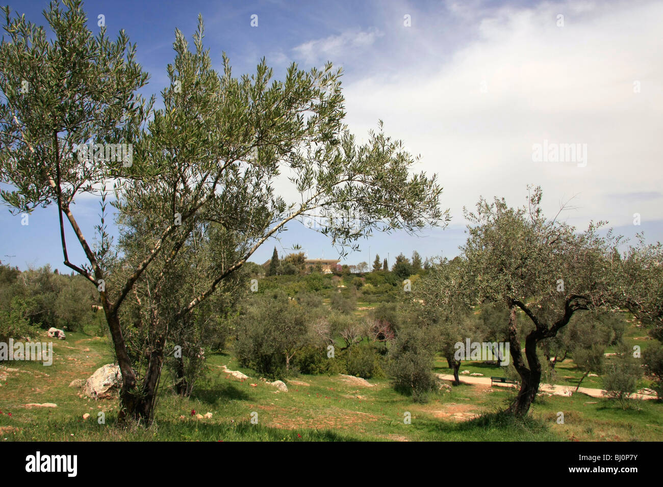Israel, Jerusalem. Olive trees in the Valley of the Cross, the Israel ...