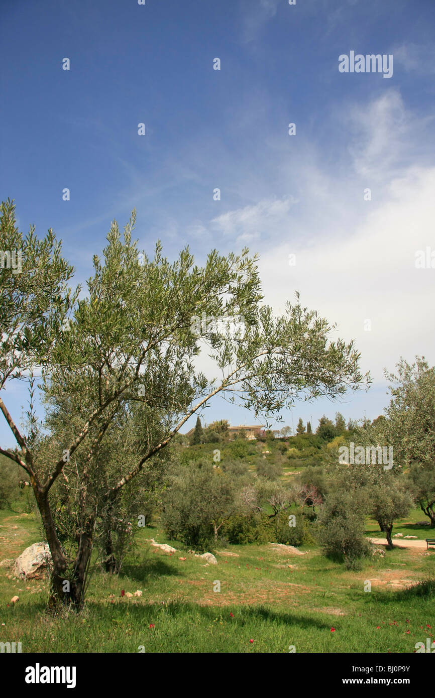 Israel, Jerusalem. Olive trees in the Valley of the Cross, the Israel ...