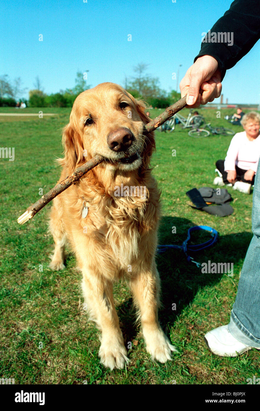 Dog biting on a stick Stock Photo - Alamy