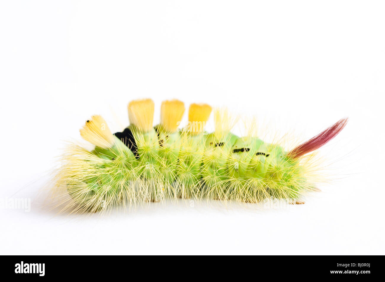 Red tail caterpillar hi-res stock photography and images - Alamy